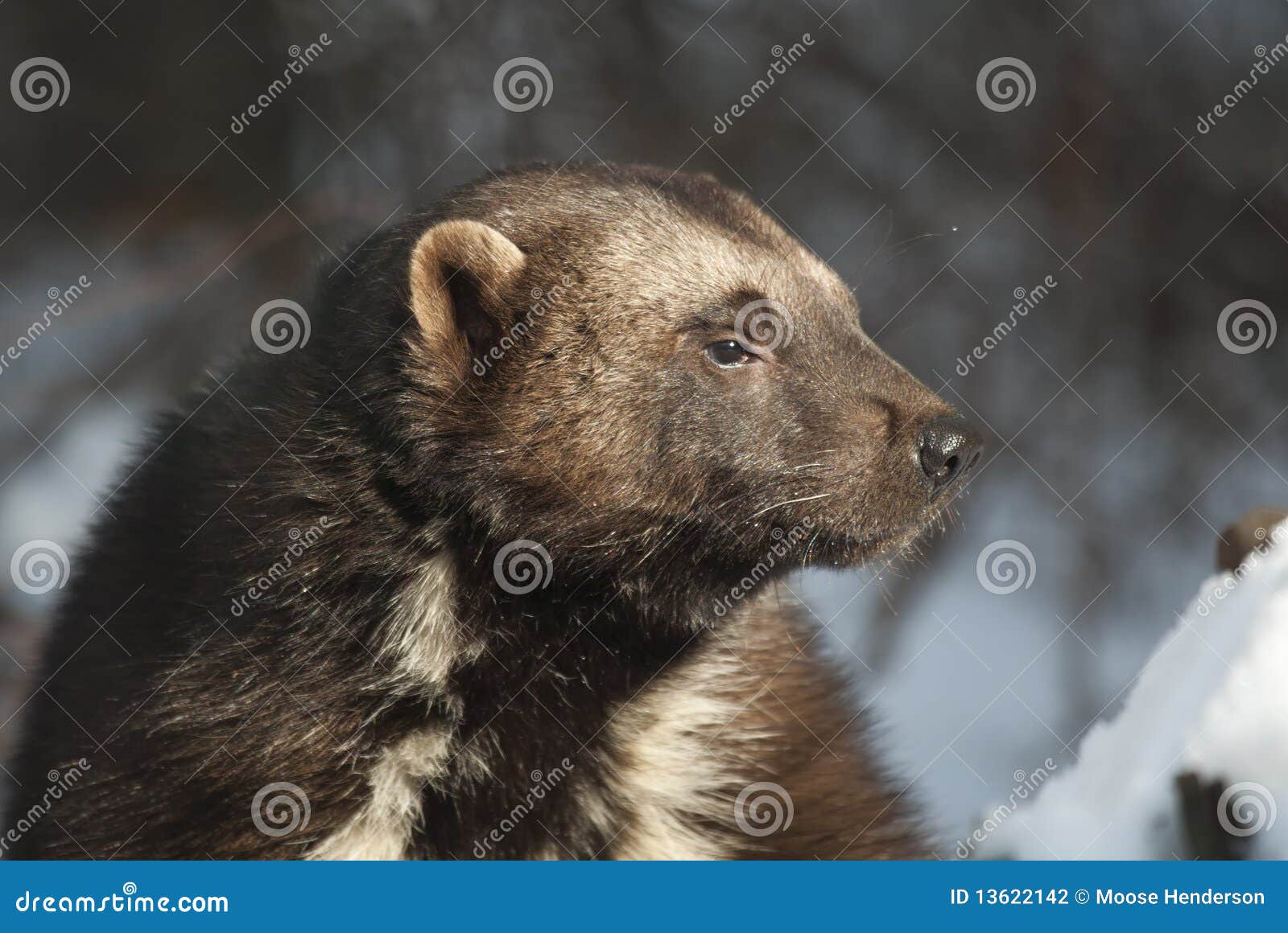 Wolverine stock photo. Image of beast, animals, snow - 13622142
