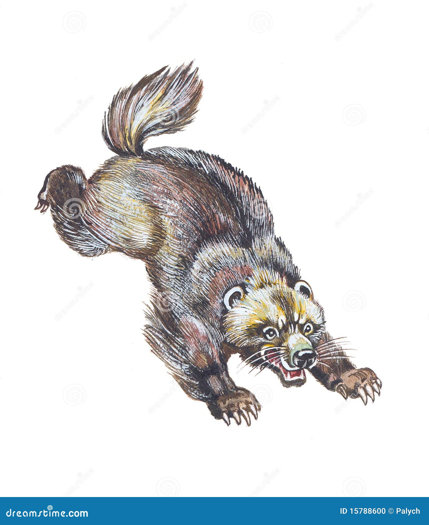 Wolverine Or Carcajou Hand Drawn With Contour Lines On White Background ...