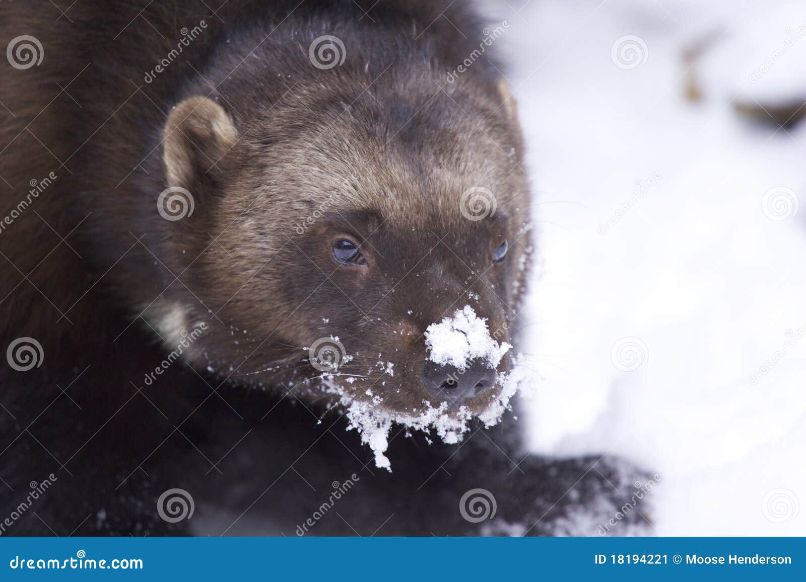 187 Angry Wolverine Photos - Free & Royalty-Free Stock Photos from ...