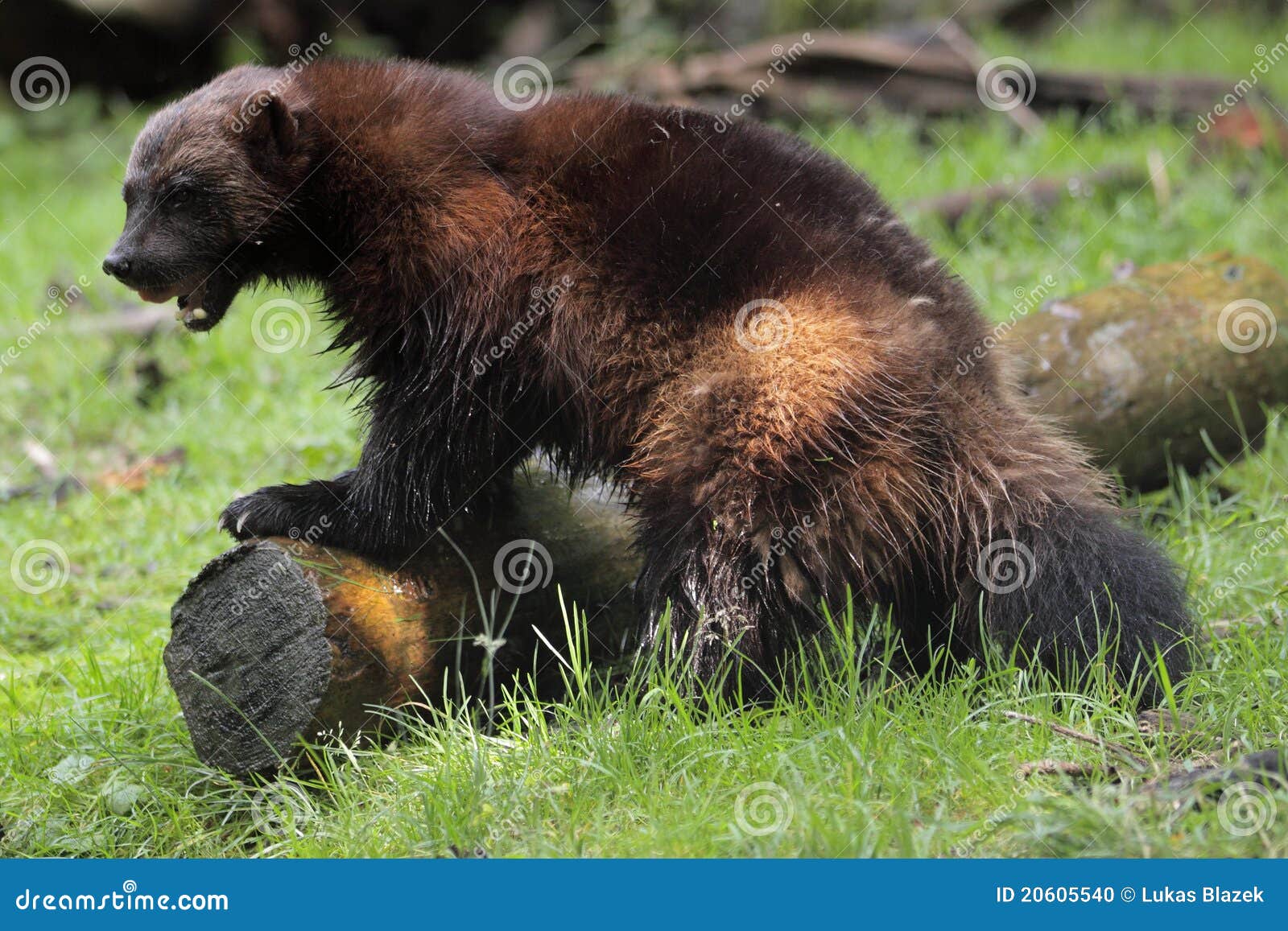 Wolverine Royalty-Free Stock Photography | CartoonDealer.com #79194899