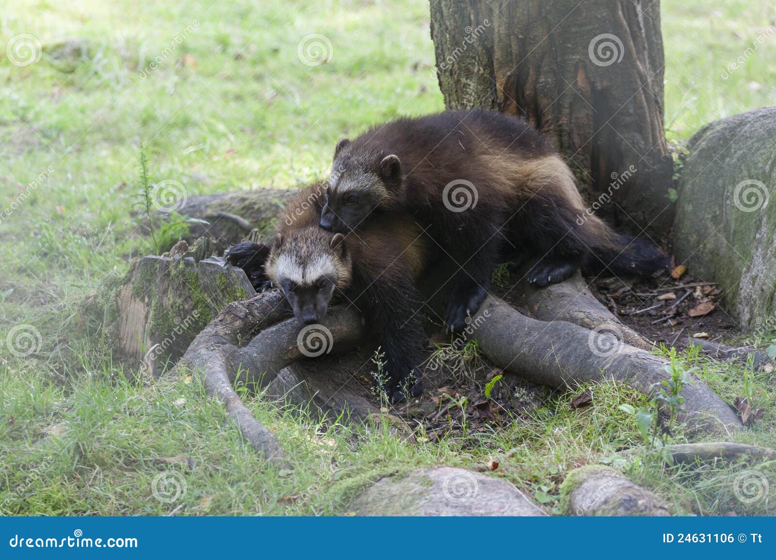 Wolverine stock photo. Image of scene, species, play - 24631106