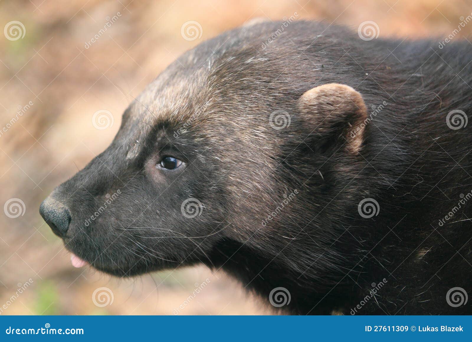 Wolverine stock image. Image of detail, nature, gulo - 27611309