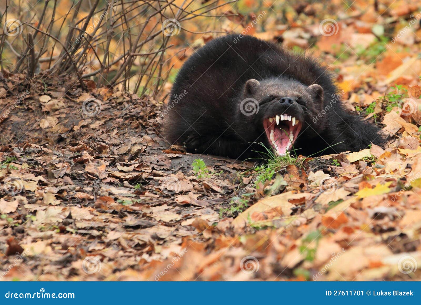 Wolverine Royalty-Free Stock Photography | CartoonDealer.com #79194899