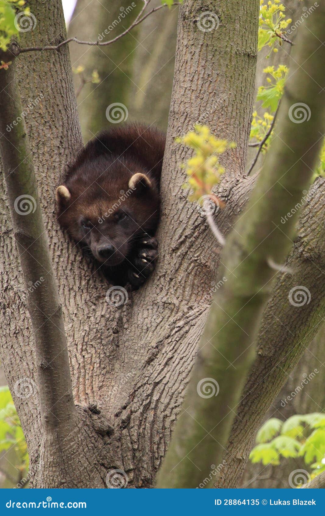 199 Adult Wolverine Stock Photos - Free & Royalty-Free Stock Photos ...