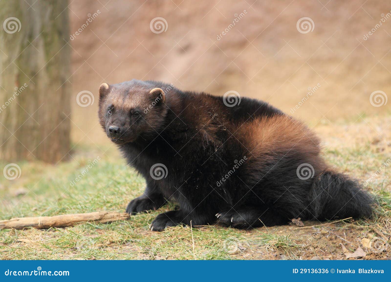 Wolverine stock photo. Image of mammal, gulo, bear, grass - 29136336
