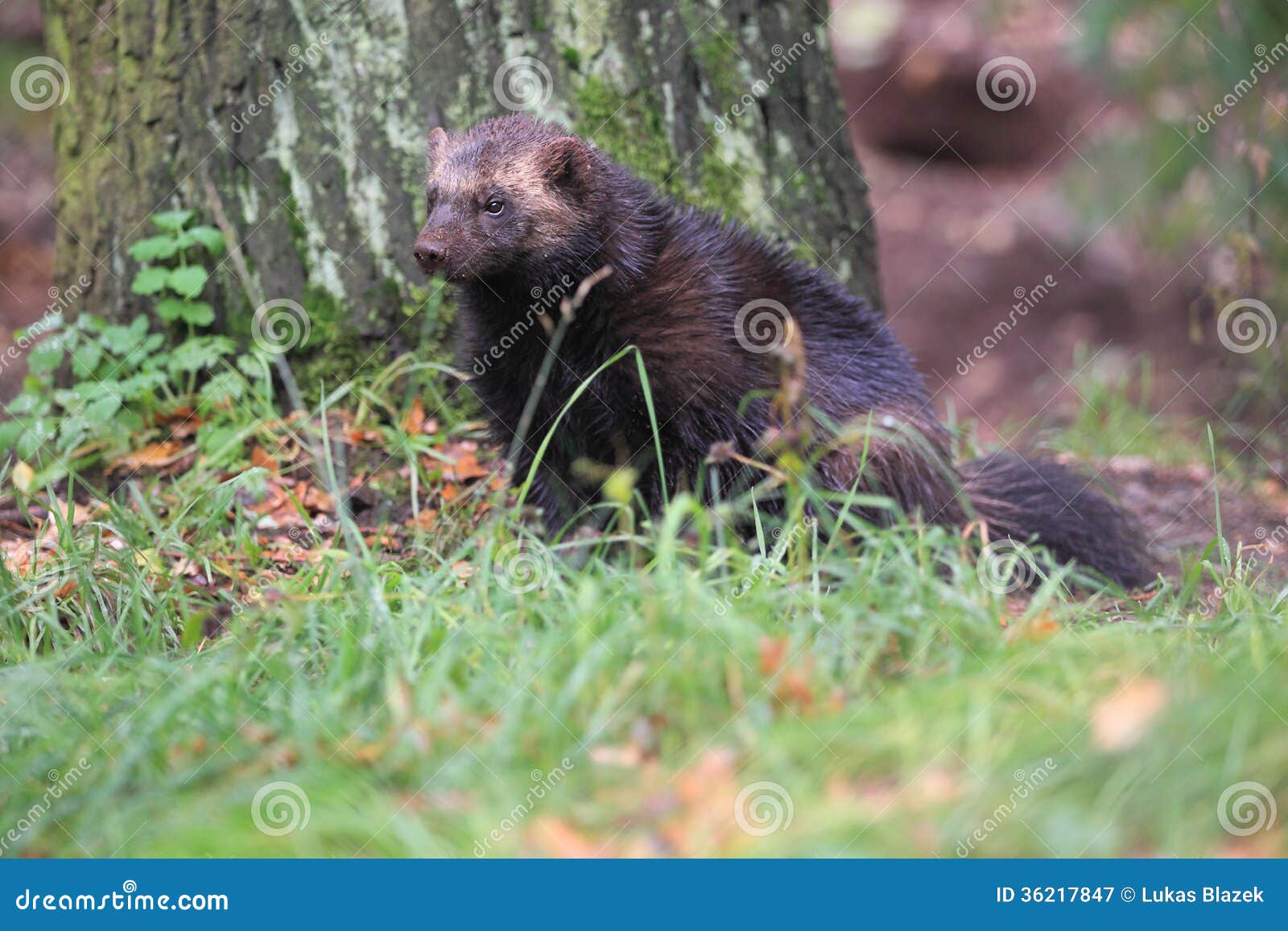 Wolverine stock image. Image of gulo, nature, wolverine - 36217847