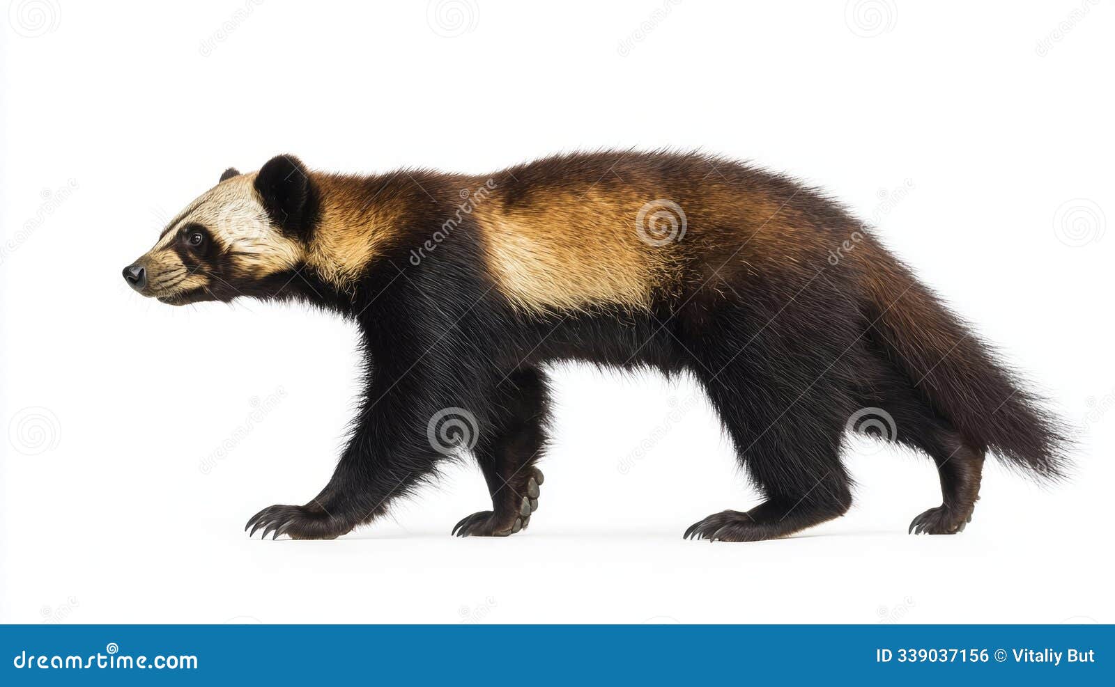 Wolverine Advances Confidently, Showcasing Its Robust Physique and ...