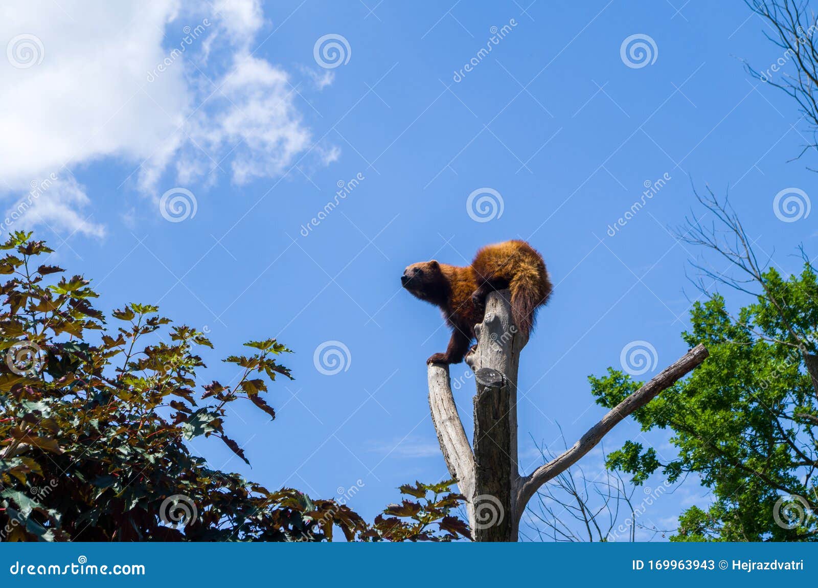 Wolverine on a tree stock image. Image of alaska, powerful - 169963943