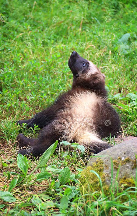 Wolverine baby stock image. Image of closeup, carnivora - 79787939