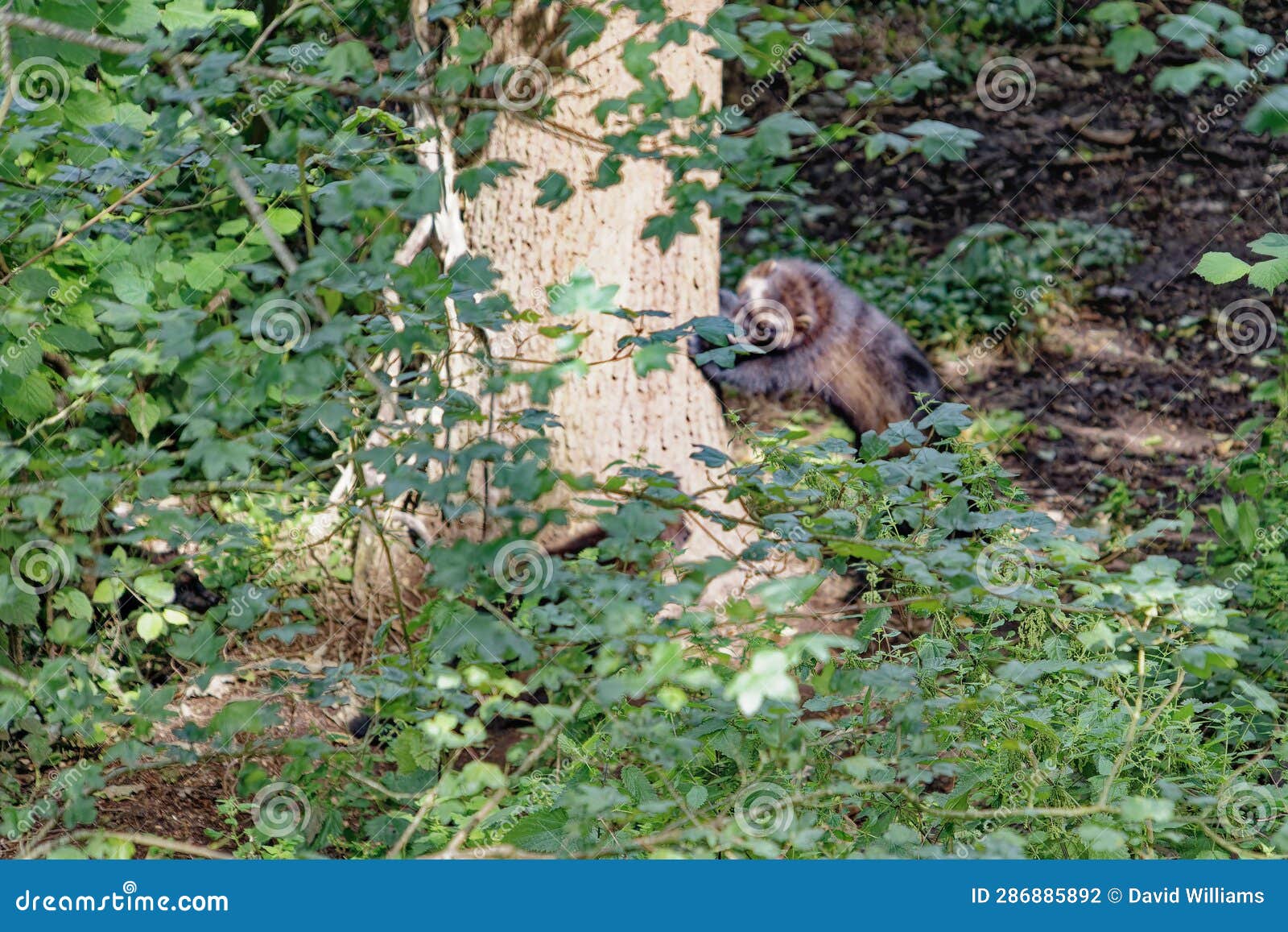 Wolverine Biting Tree in Woodland Stock Photo - Image of woodlands ...
