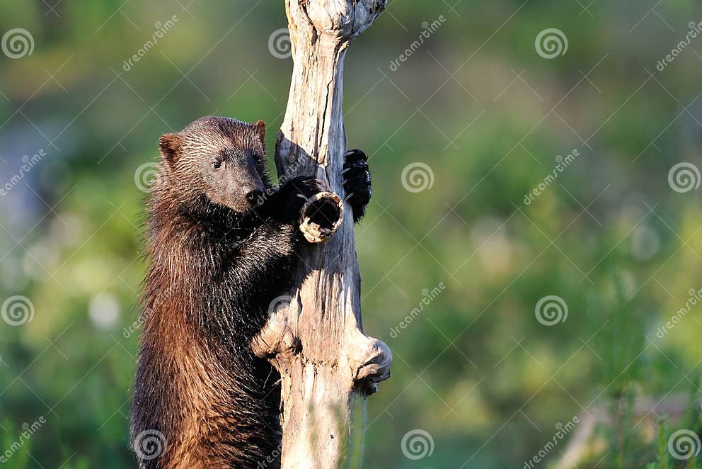 Wolverine climb up a tree stock image. Image of portrait - 28583029