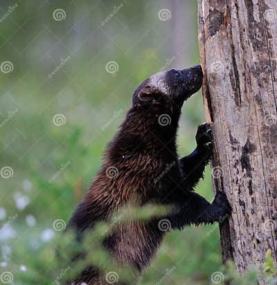 Wolverine climbing stock image. Image of finland, forest - 29028289