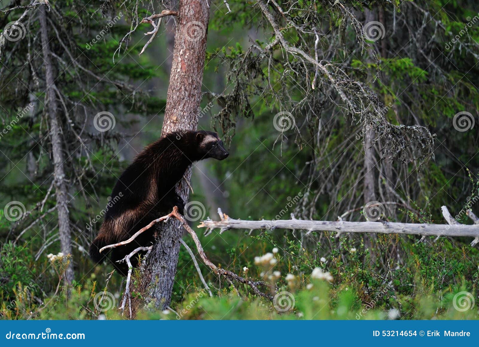 Wolverine stock photo. Image of list, finland, forest - 53214654