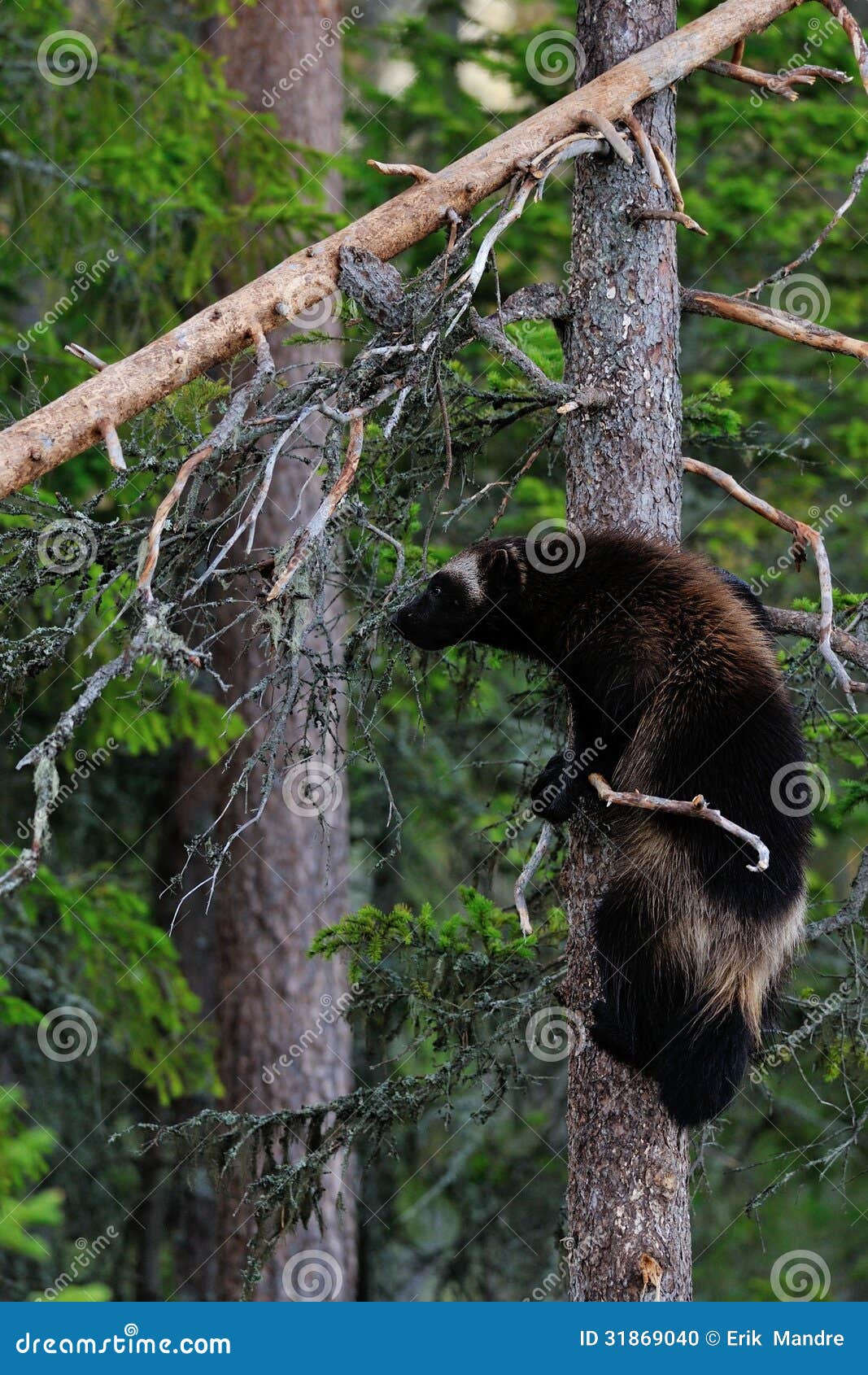 Wolverine climbing stock photo. Image of quickhatch, glutton - 31869040