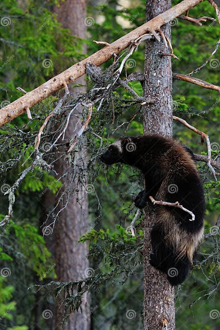 Wolverine climbing stock photo. Image of quickhatch, glutton - 31869040