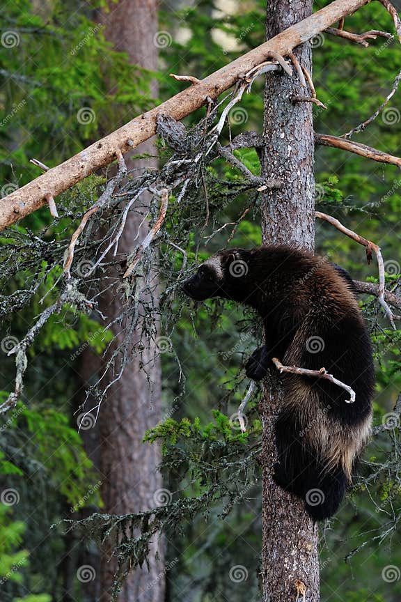 Wolverine climbing stock photo. Image of quickhatch, glutton - 31869040