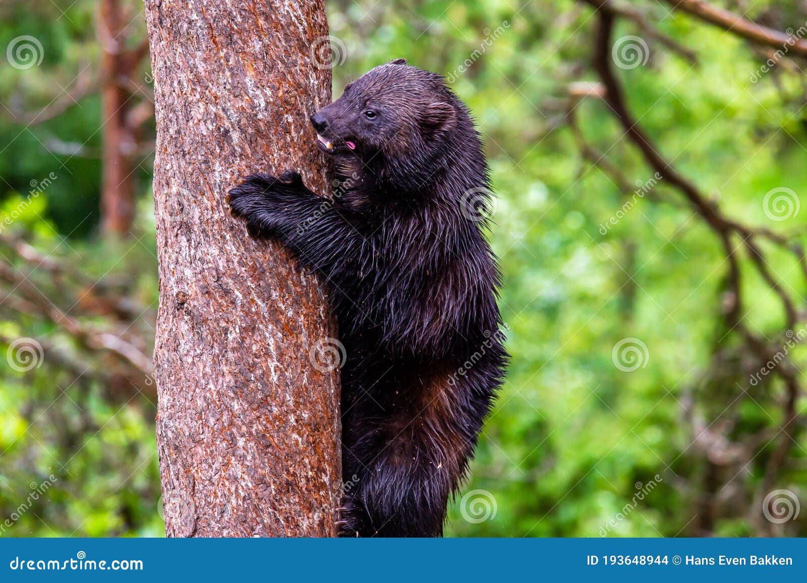 Wolverine climbing a tree stock photo. Image of trunk - 193648944