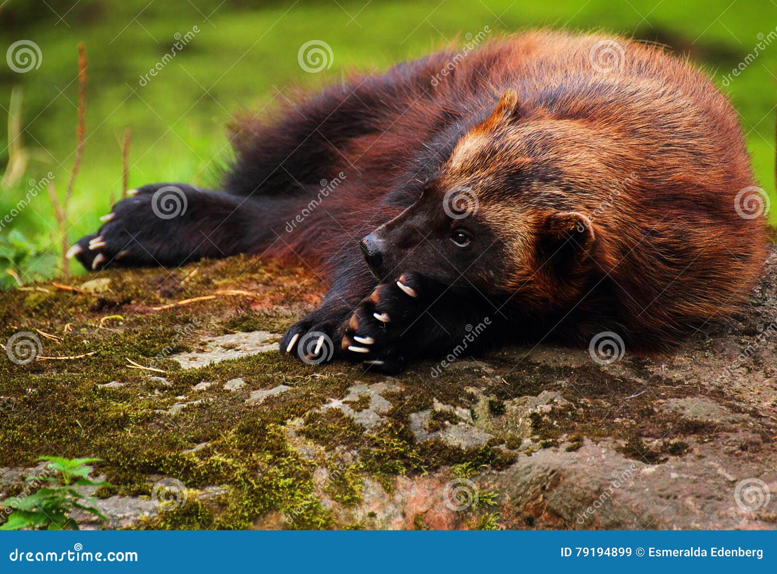 Wolverine Royalty-Free Stock Photography | CartoonDealer.com #79194899