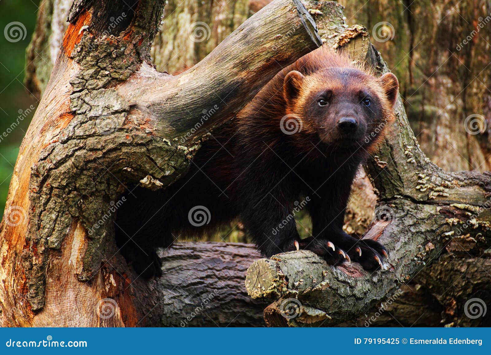 Wolverine stock image. Image of animal, branch, eyes - 79195425