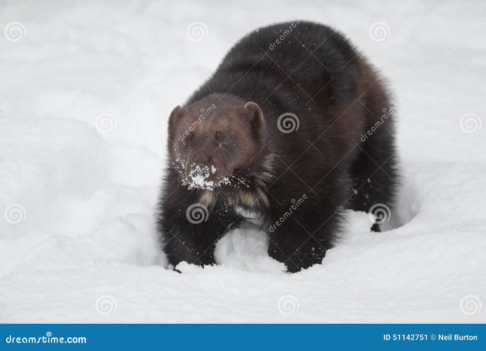 Wolverine stock image. Image of conservation, prospect - 51142751
