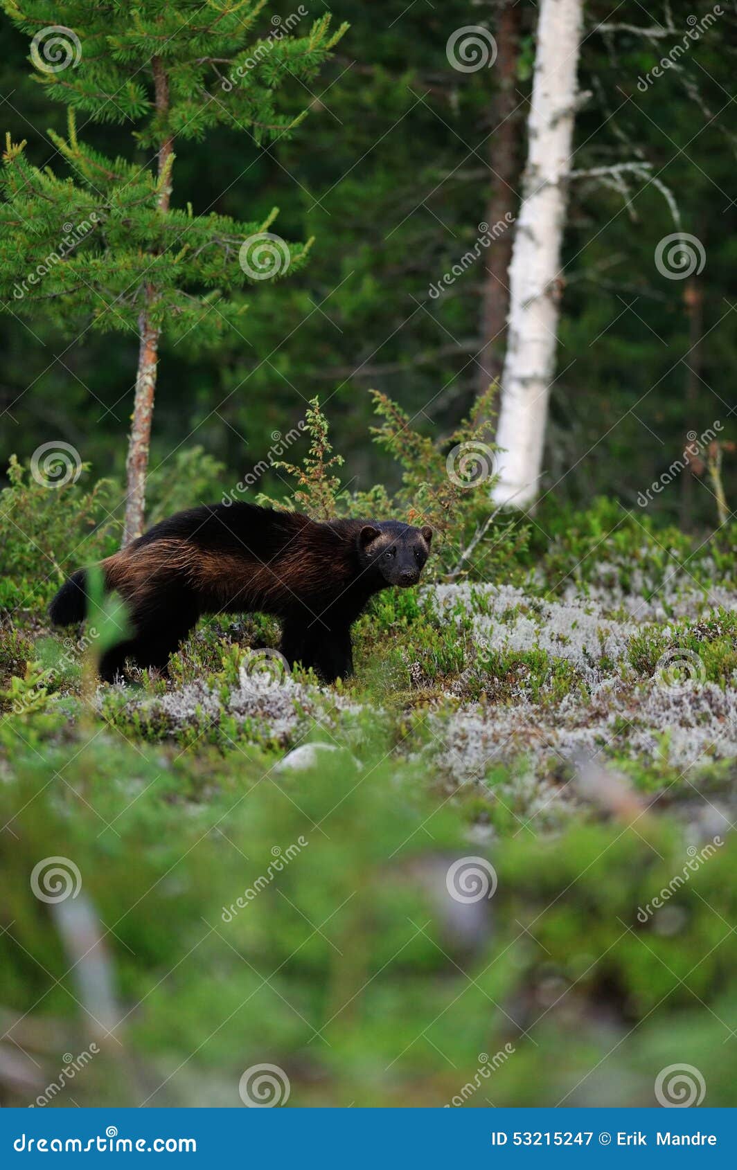 Wolverine in the forest stock image. Image of iucn, mountain - 53215247