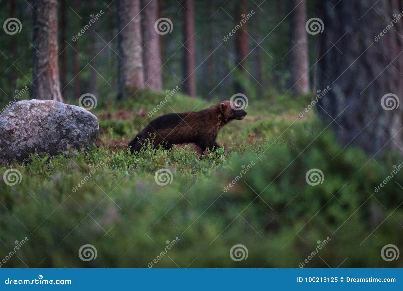 Wolverine Hunting in Forest Stock Image - Image of european, power ...