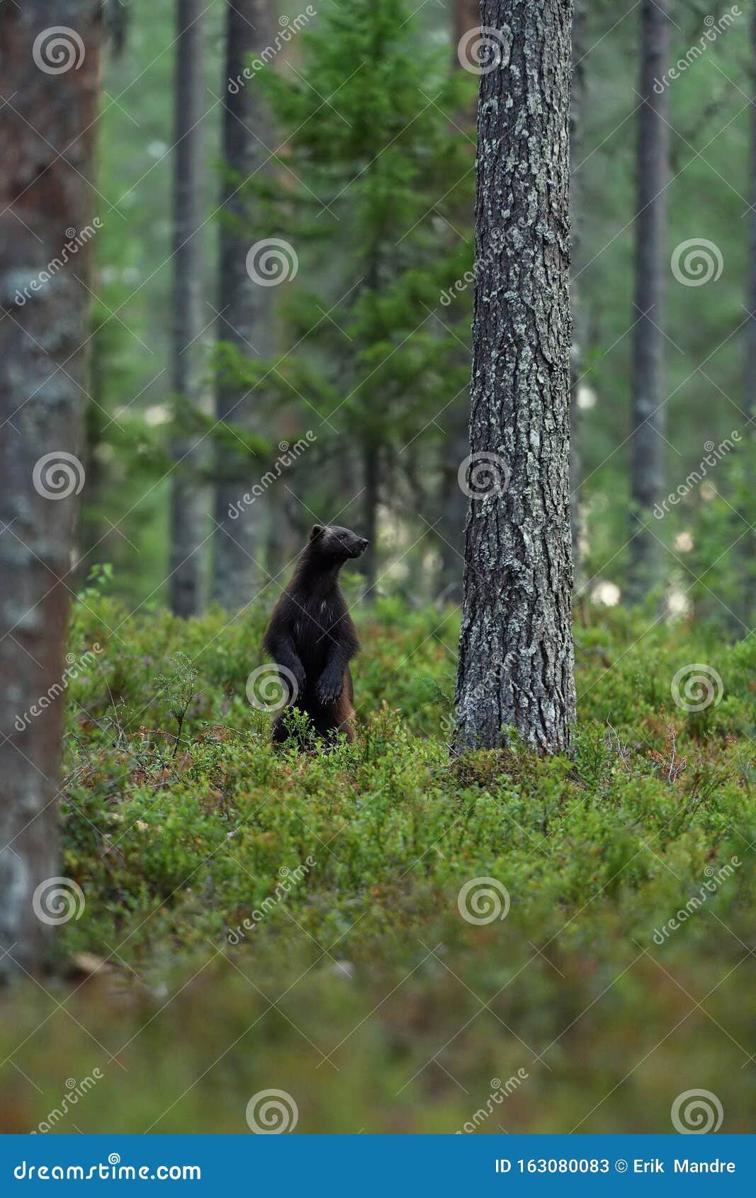 Wolverine in Forest Landscape Stock Image - Image of landscape, forest ...