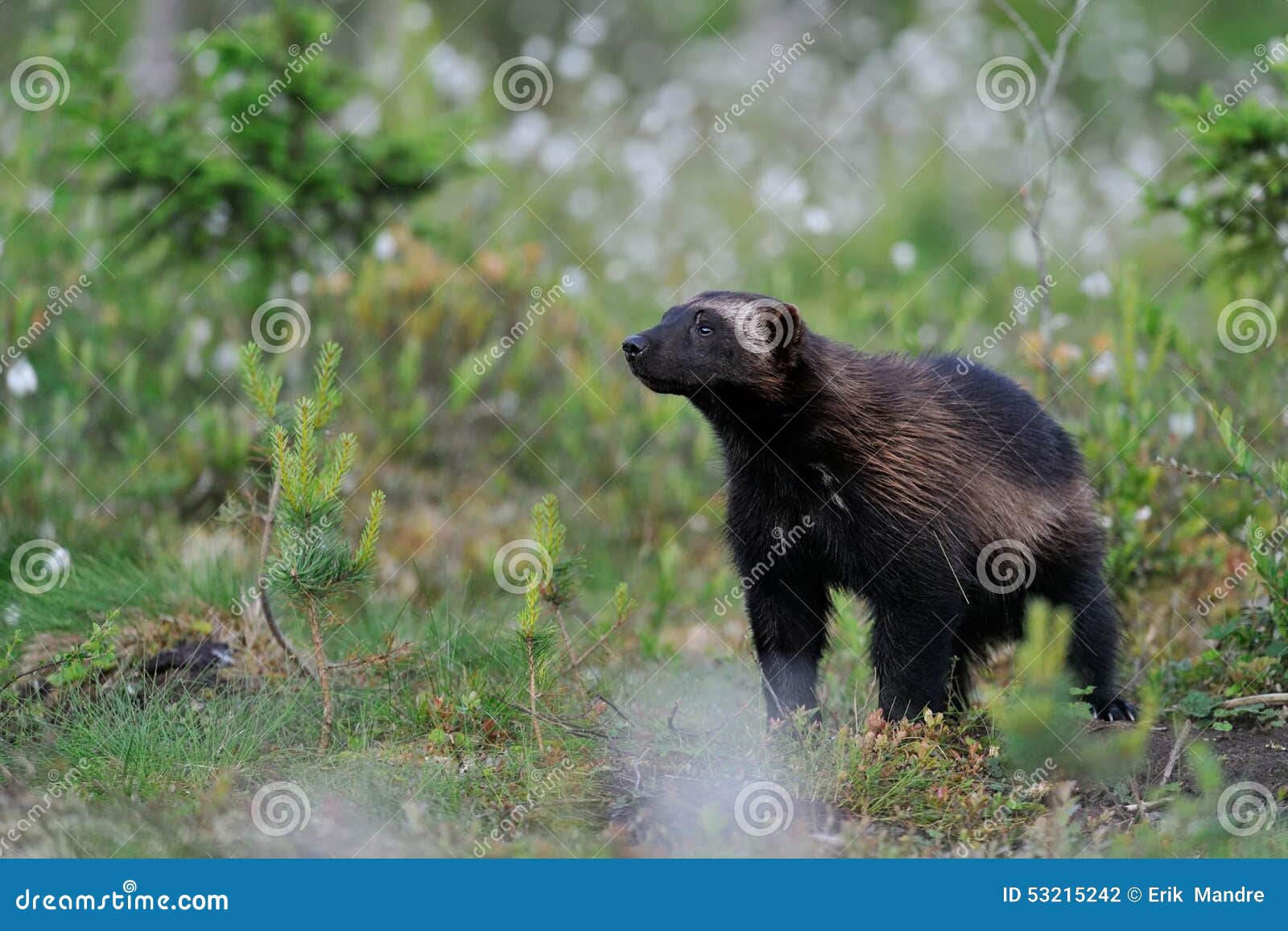 Wolverine in forest stock photo. Image of endangered - 53215242
