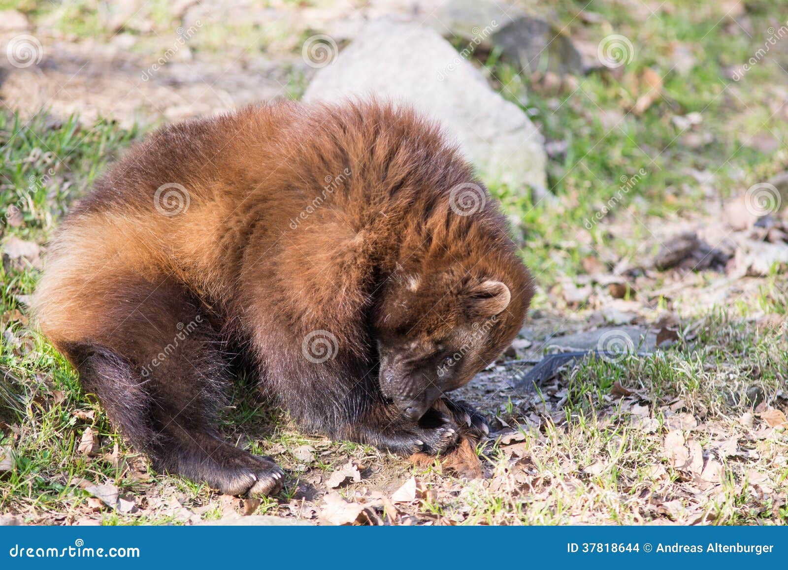 Wolverine, gulo del Gulo foto de archivo. Imagen de salvaje - 37818644