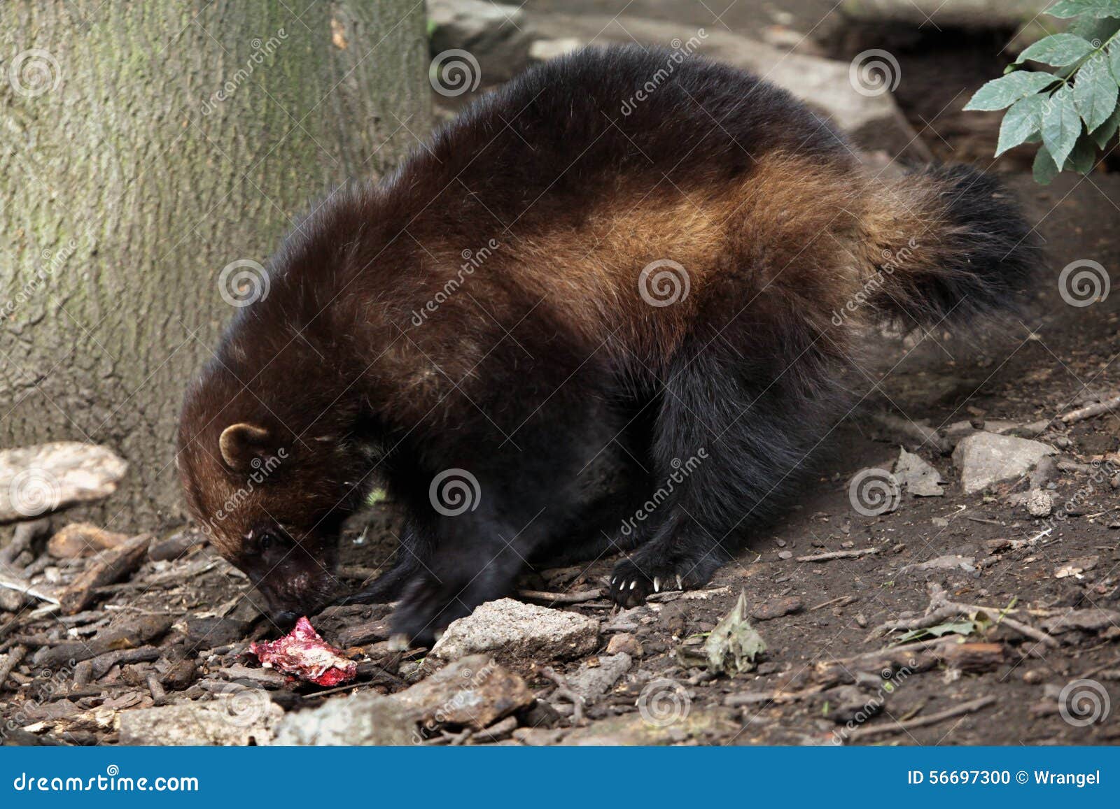 Wolverine (gulo Del Gulo), Anche Conosciuto Come Il Ghiottone ...