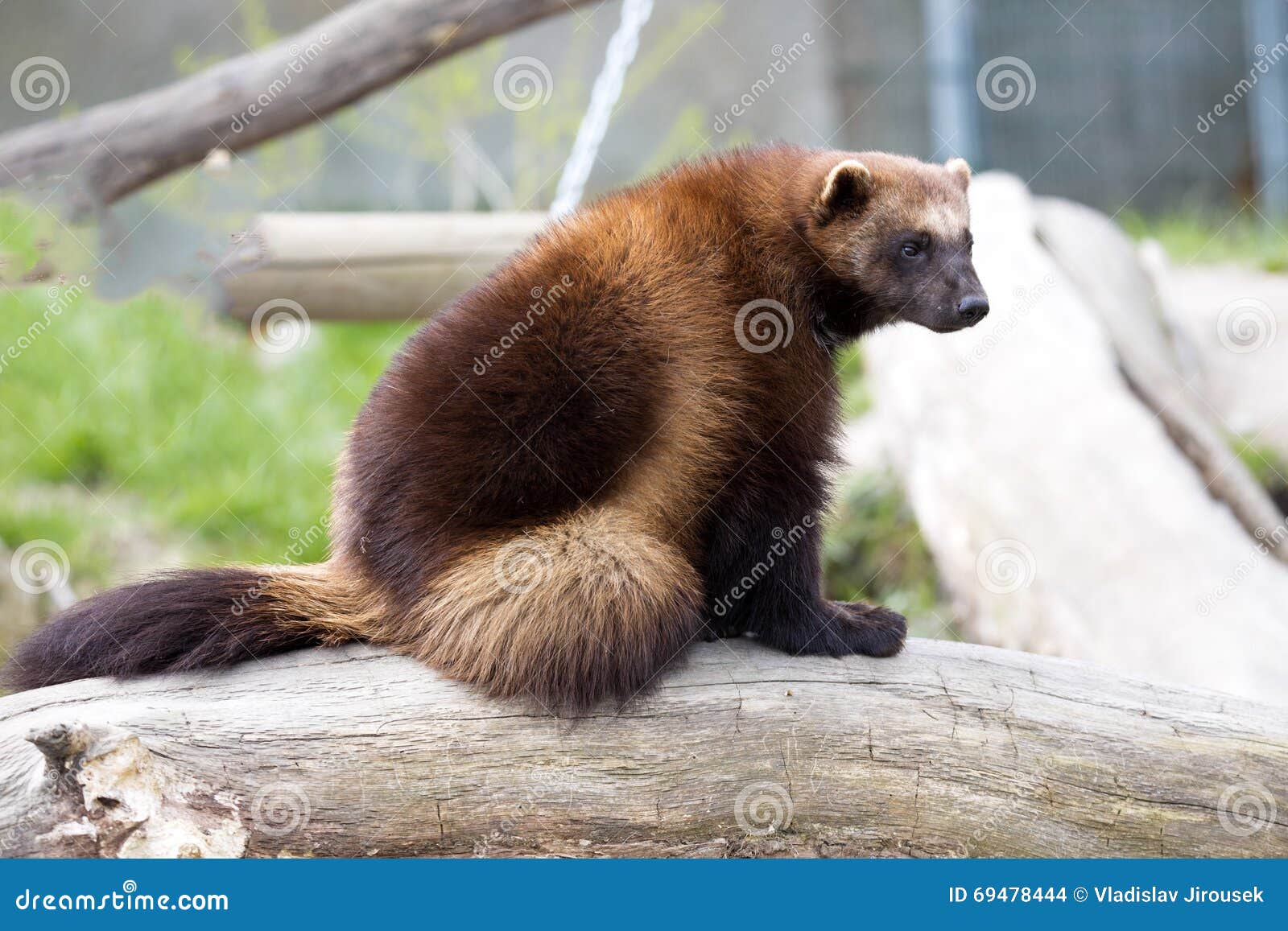 Wolverine, Gulo Do Gulo, Um Animal Enorme Foto de Stock - Imagem de ...