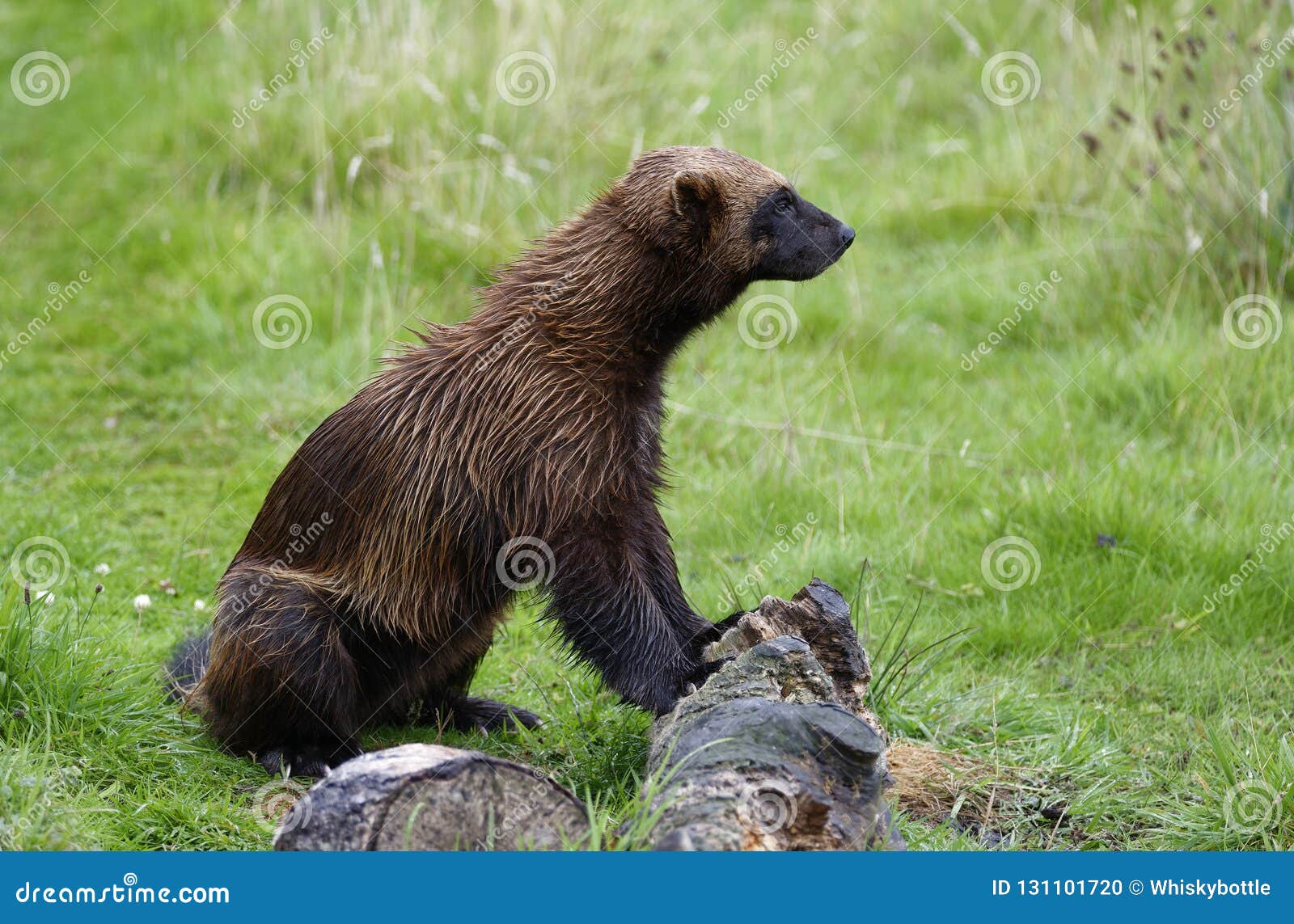 Wolverine stock photo. Image of animal, gulo, wolverine - 131101720