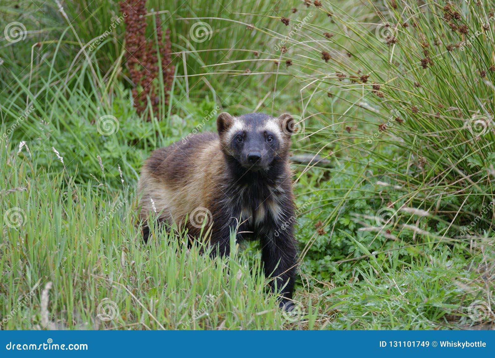 Wolverine stock image. Image of large, nature, rare - 131101749