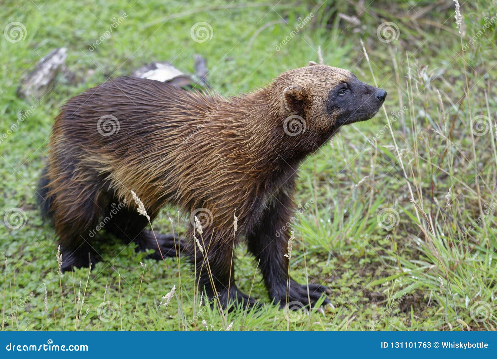 Wolverine stock image. Image of large, forests, wildlife - 131101763