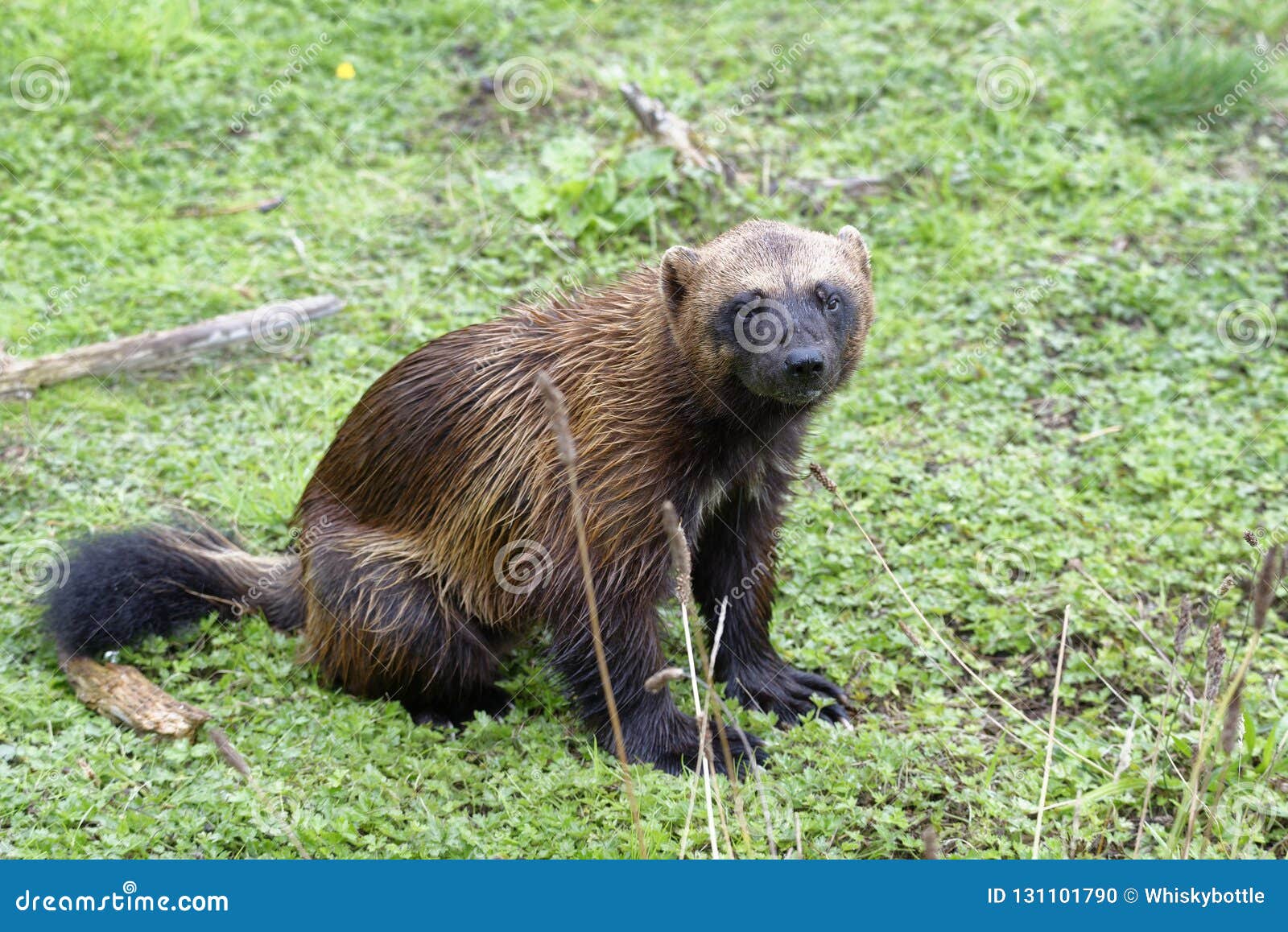 Wolverine stock photo. Image of mustelid, brown, mammal - 131101790