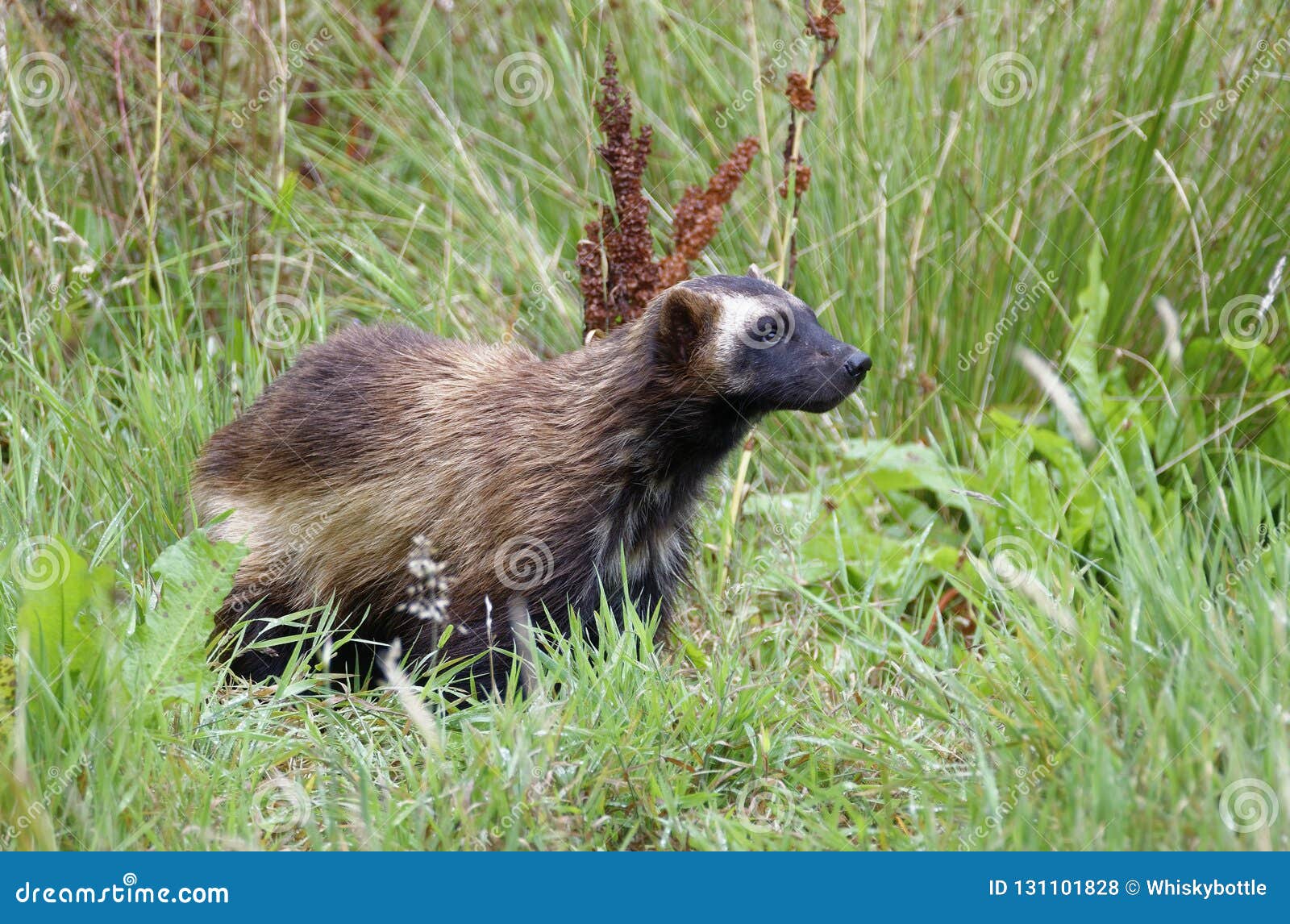 Wolverine stock photo. Image of mammal, horizontal, endangered - 131101828