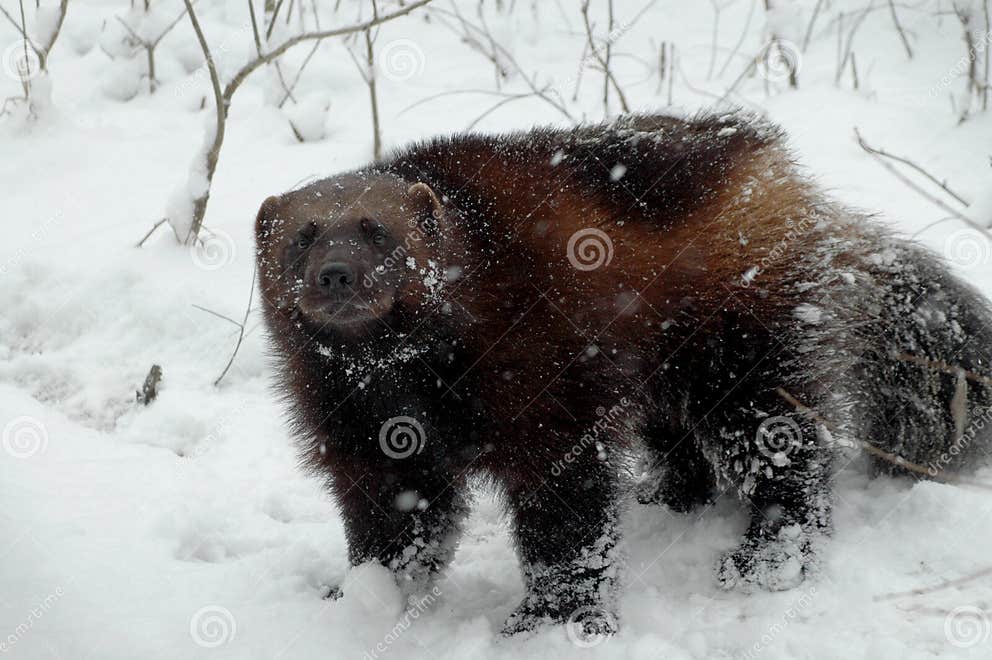 Wolverine (Gulo gulo) stock image. Image of carnivore - 15083521