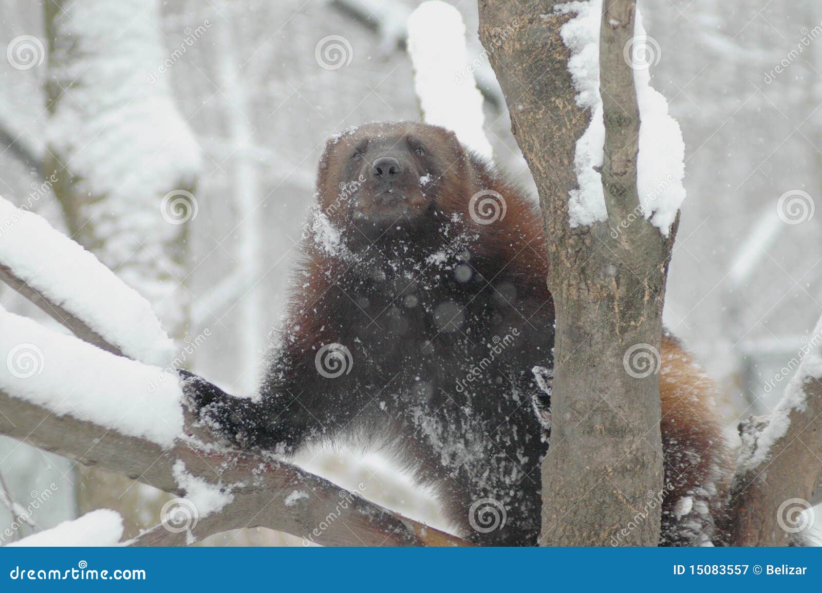Wolverine (Gulo gulo) stock image. Image of arctic, scavenger - 15083557