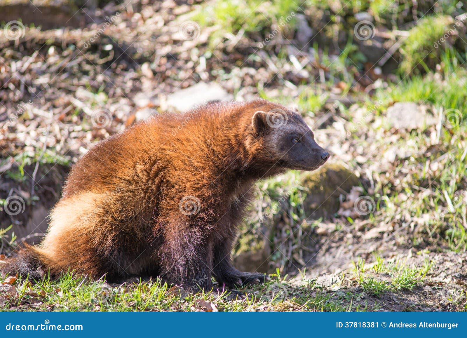 Wolverine (Gulo Gulo) Stock Image | CartoonDealer.com #80209075