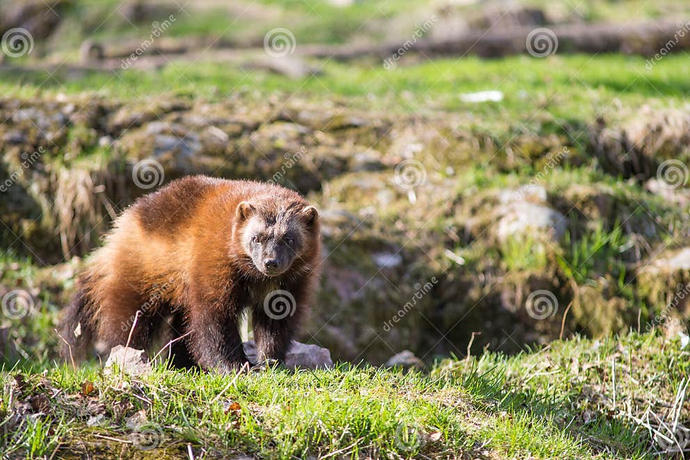 Wolverine, Gulo gulo stock image. Image of scandinavia - 37818617
