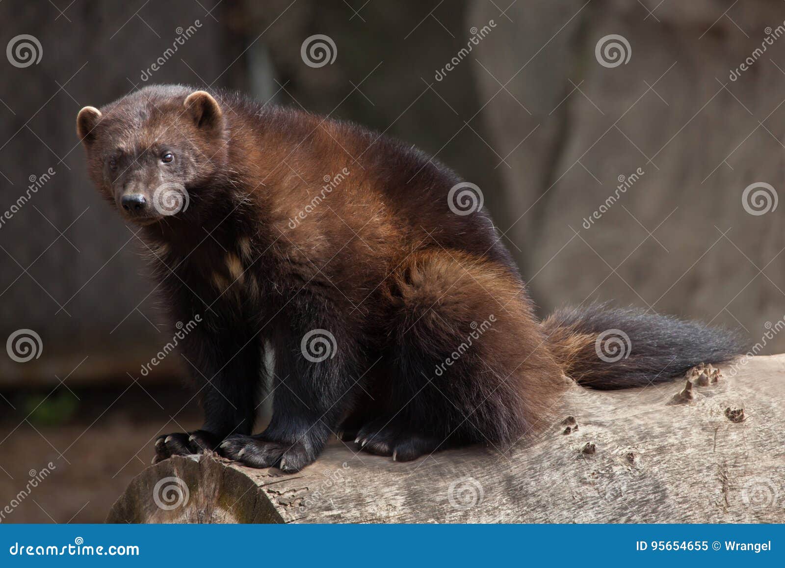 Wolverine Gulo gulo stock image. Image of glutton, european - 95654655