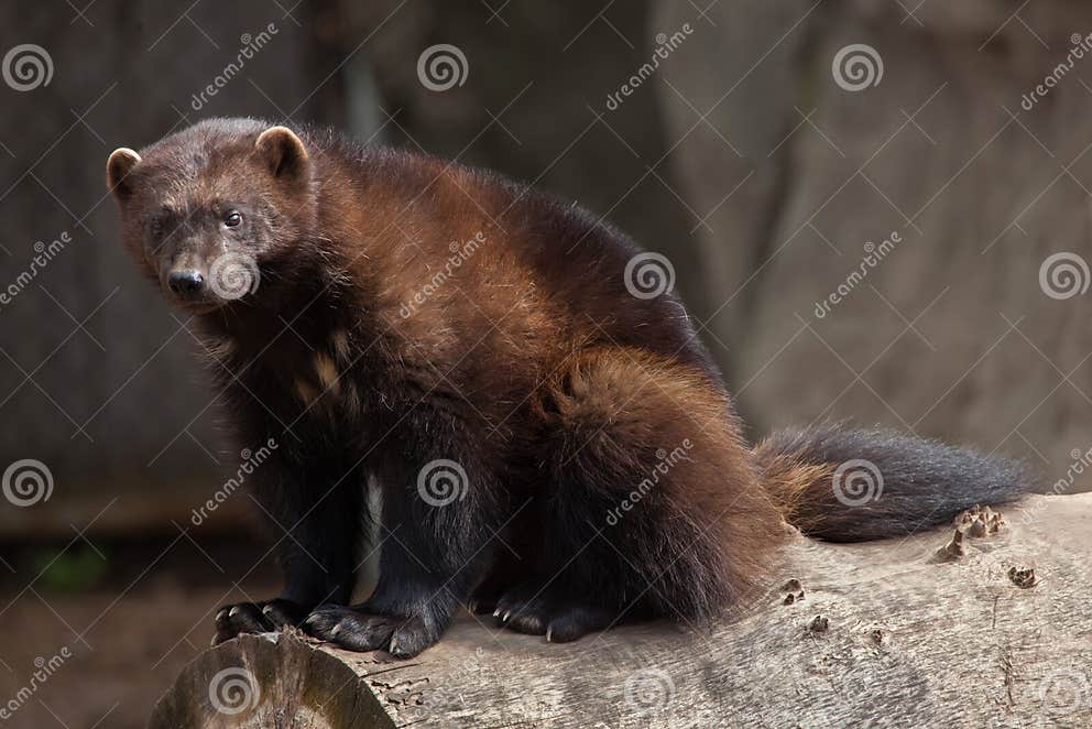 Wolverine Gulo gulo stock image. Image of glutton, european - 95654655