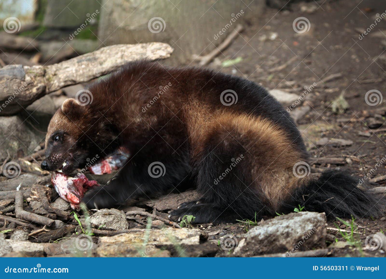Wolverine (Gulo Gulo), Also Known As the Glutton. Stock Image - Image ...