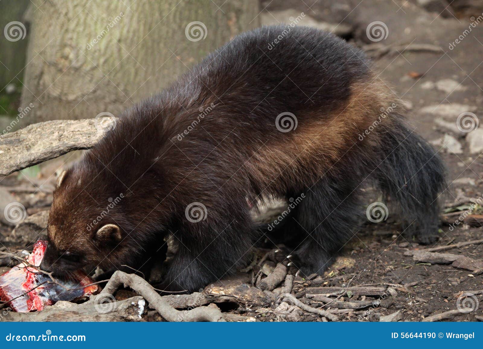 Wolverine (Gulo Gulo), Also Known As the Glutton. Stock Photo - Image ...