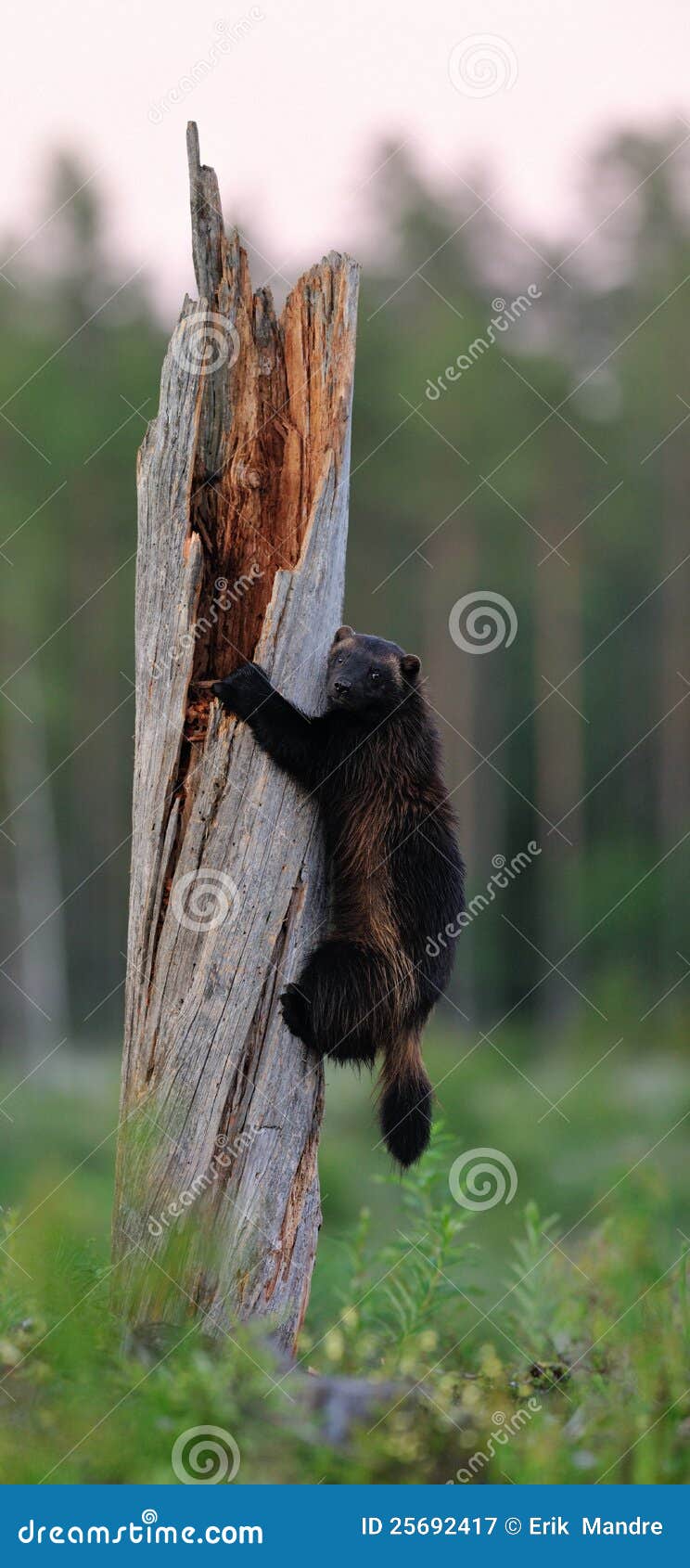 Wolverine Aka Wolverene - Gulo Gulo - Resting On Top Of Dry Tree ...