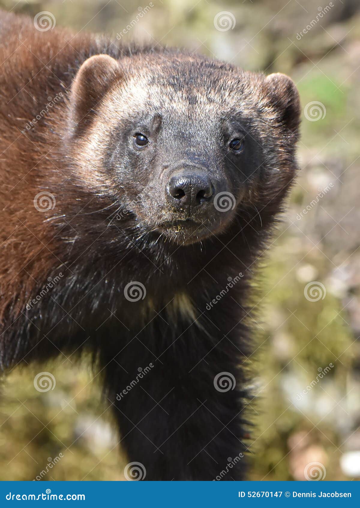 Wolverine (gulo gulo) stock image. Image of portrait - 52670147