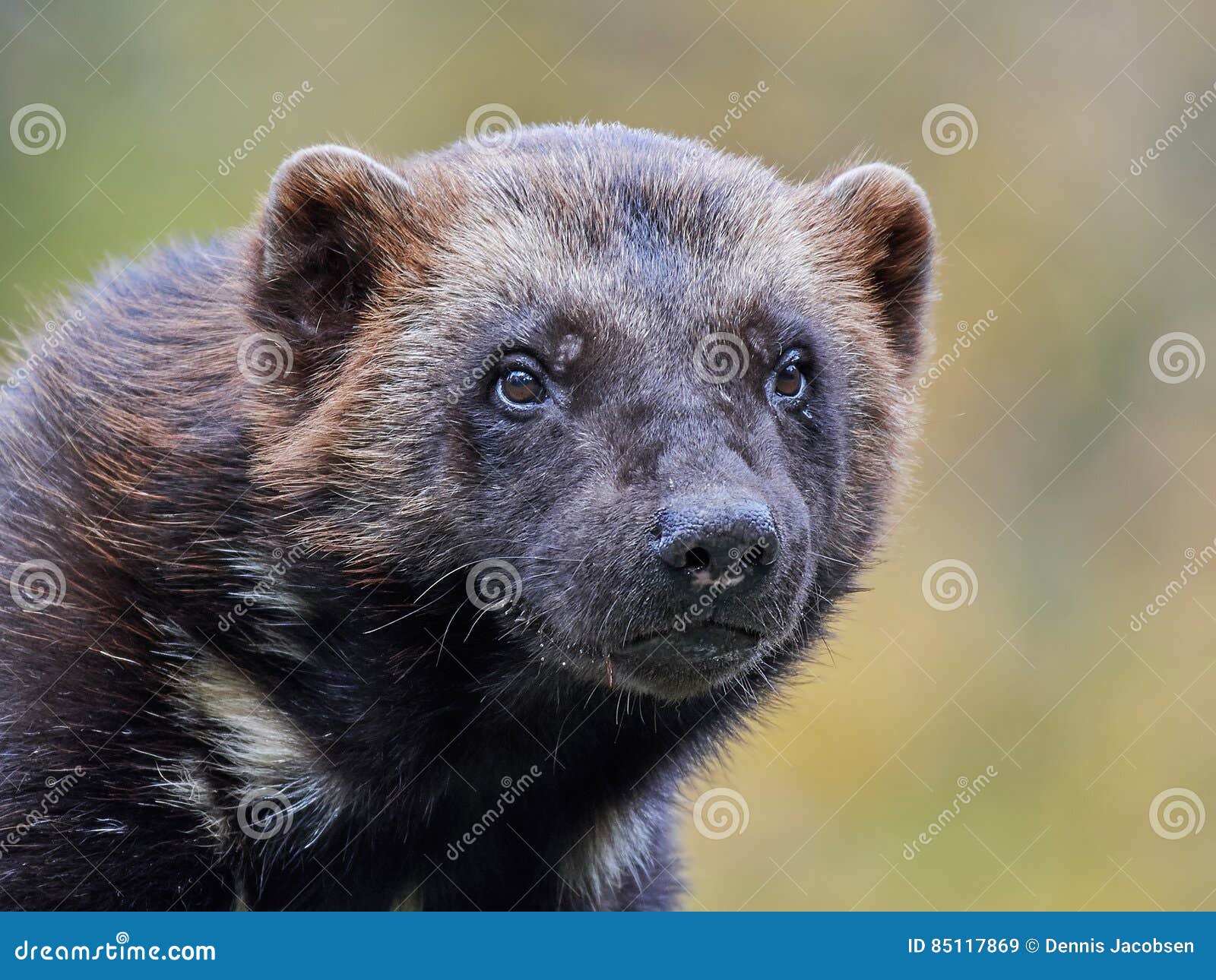 Wolverine Gulo gulo stock image. Image of animal, vegetation - 85117869