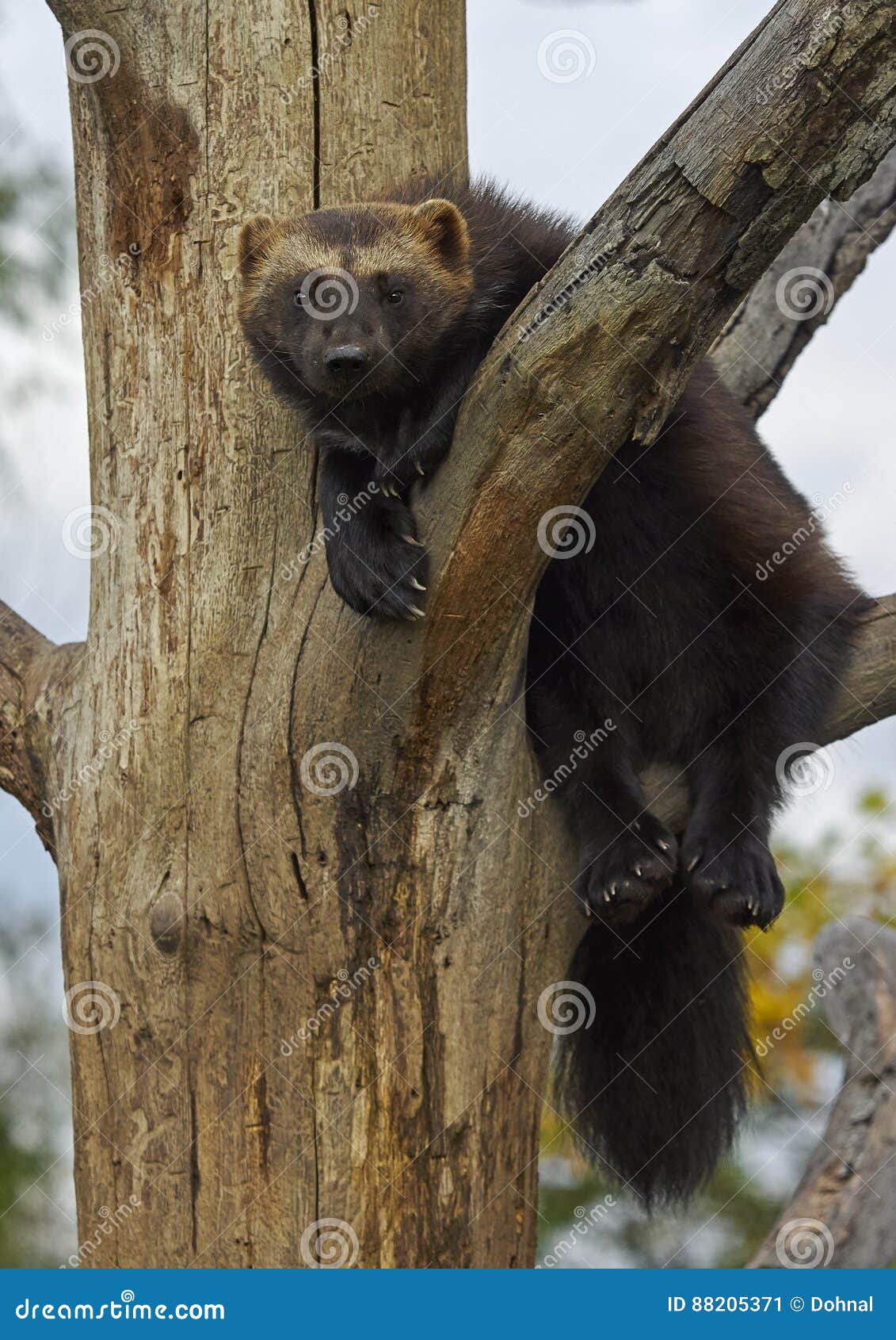The wolverine Gulo gulo stock image. Image of glutton - 88205371