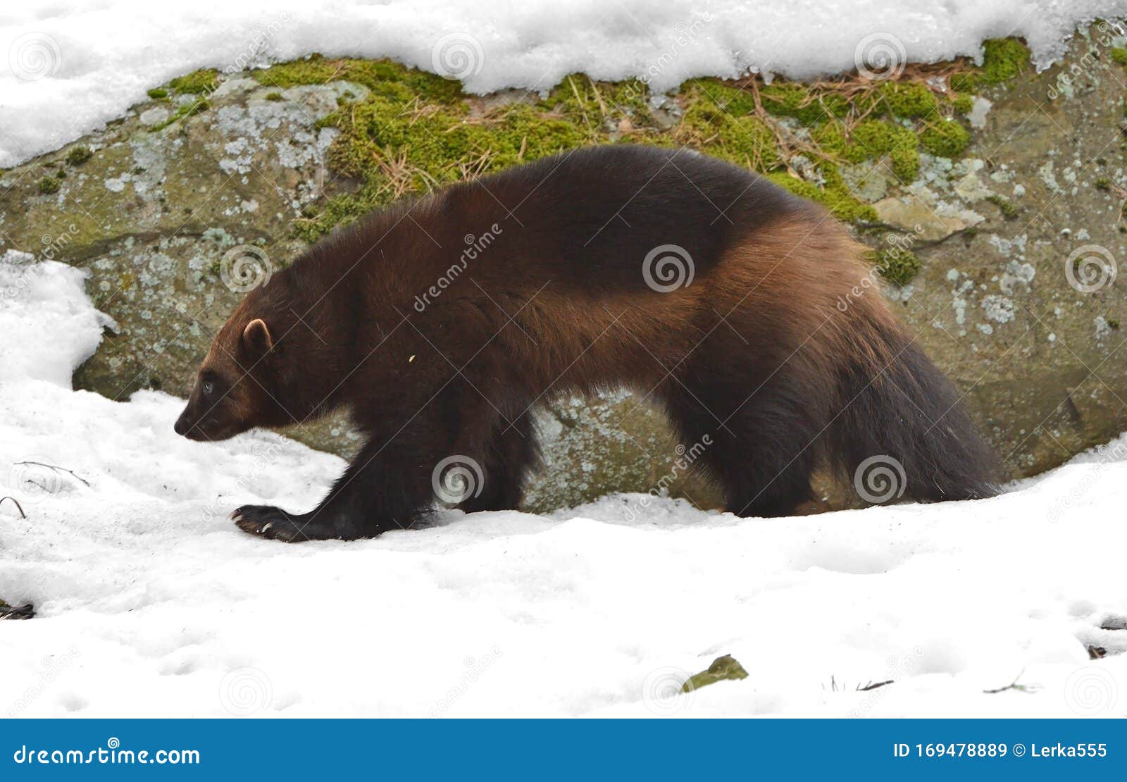 Wolverine, Gulo Gulo Gulo is Latin for `glutton`, Also Referred To As ...