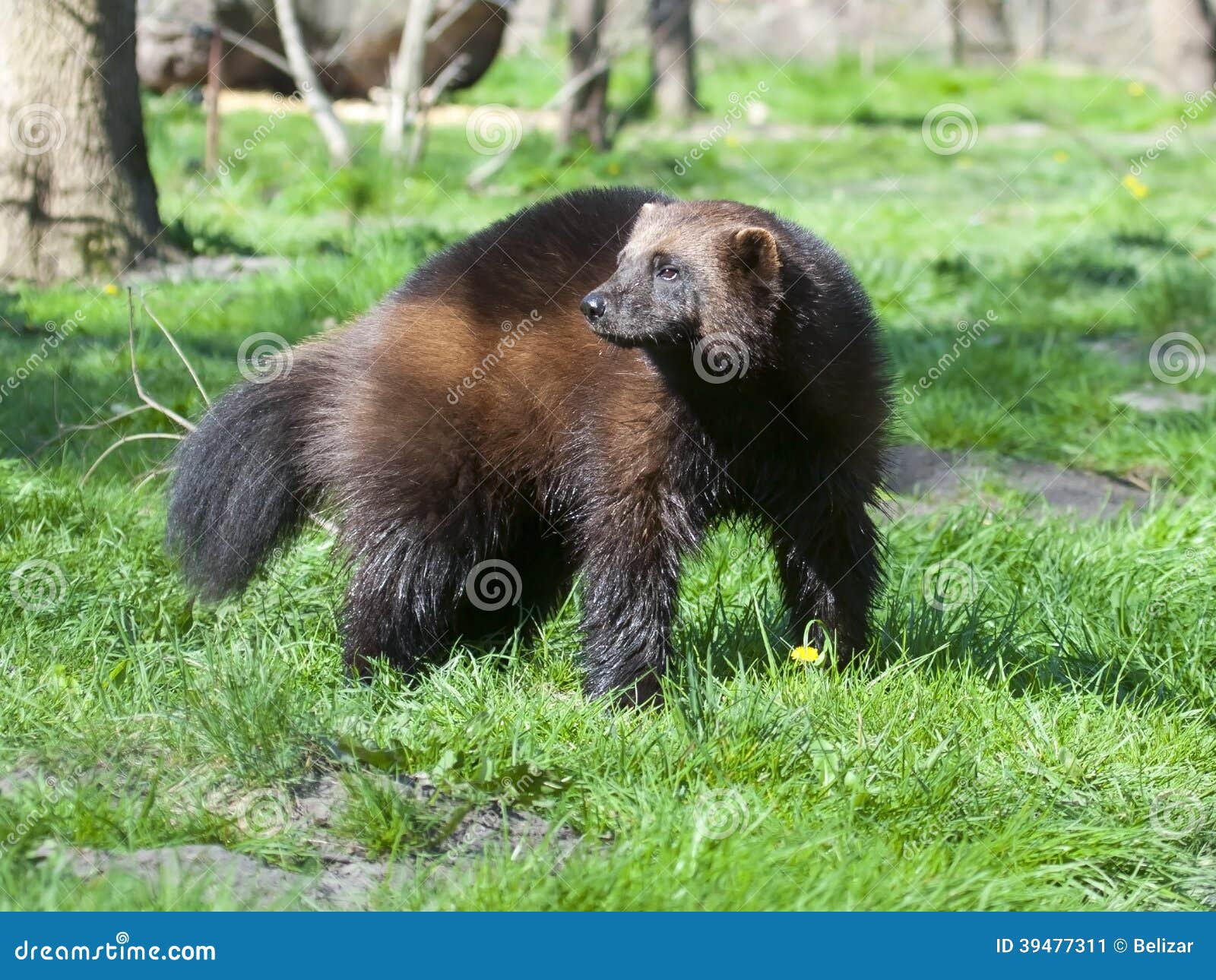 Wolverine stock image. Image of europe, woods, mustelid - 39477311